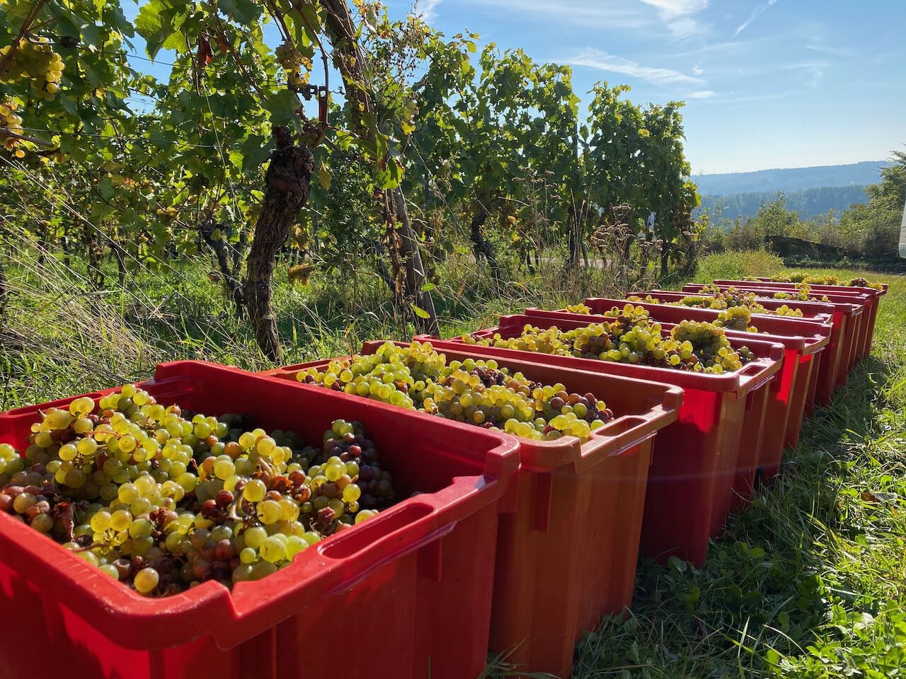 Weinlese 2021_werk2_IMG_3287 - Weingut werk2